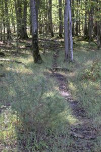 Comment photographier le brame du cerf en 3 étapes simples